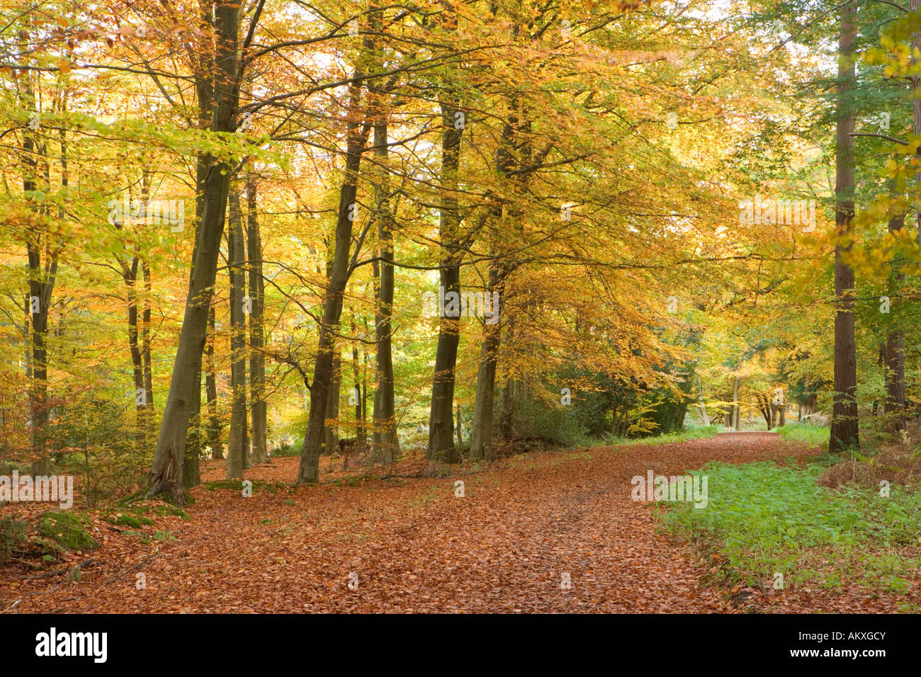 Surrey Heath Track High Resolution Stock Photography and Images - Alamy