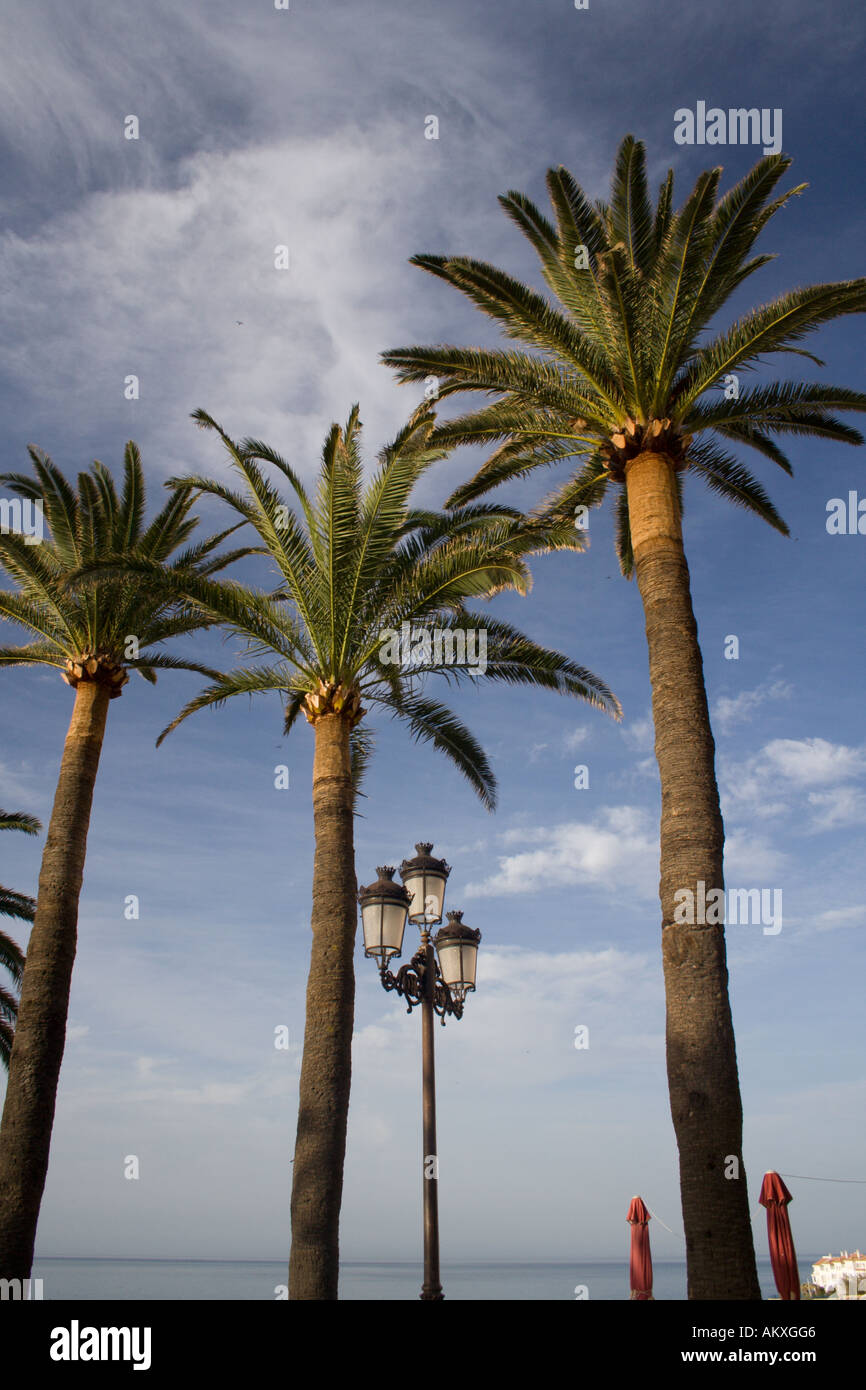 Palm trees and Lamp post Stock Photo - Alamy