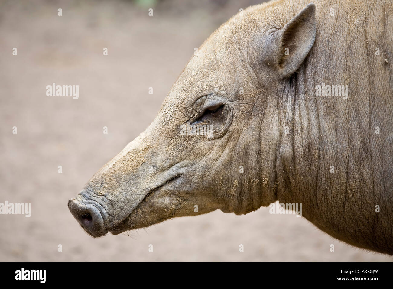Babirusa hi-res stock photography and images - Alamy