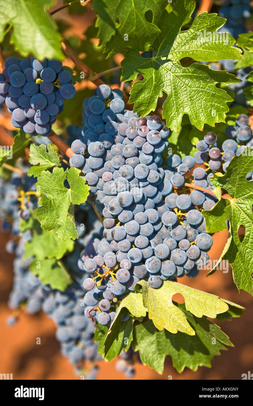 Rote traube hi-res stock photography and images - Alamy