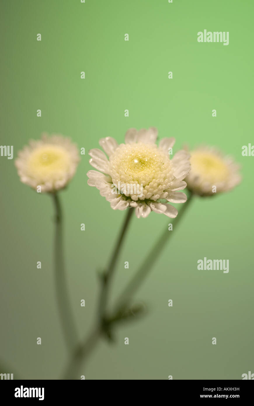 Close up of three white flowers Stock Photo - Alamy