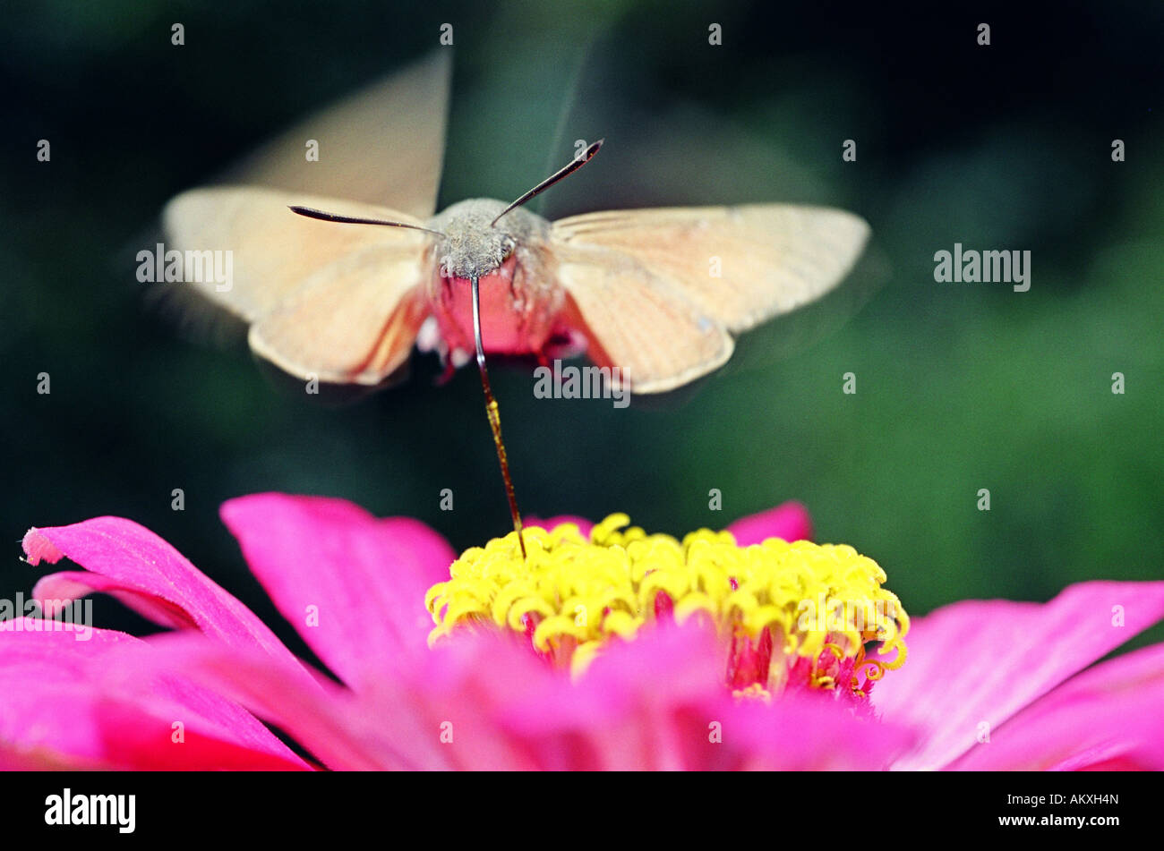 Hummingbird hawkmoth / Macroglossum stellatarum, Leningrad region ...