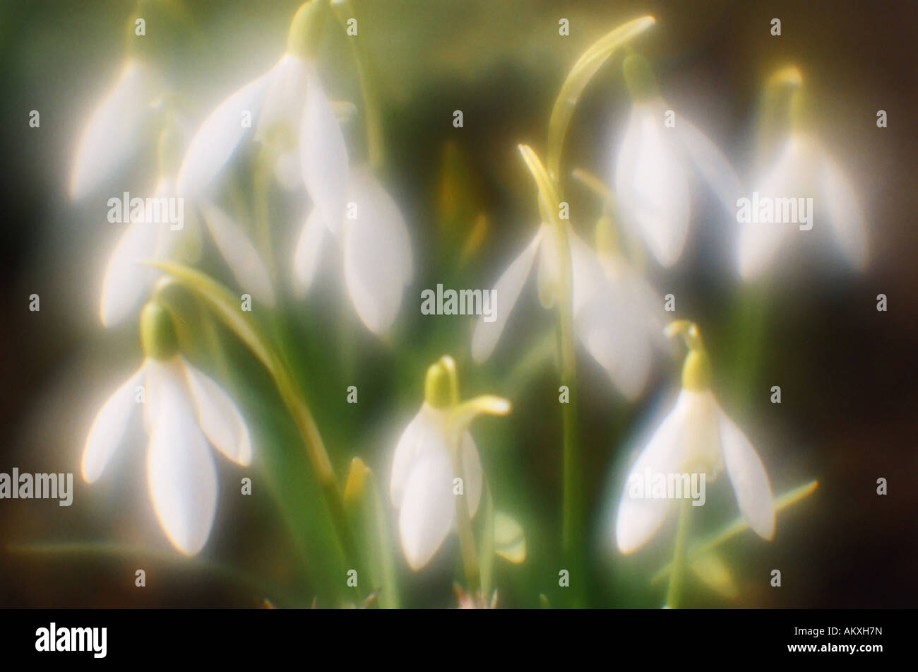 Russian snowdrops hi-res stock photography and images - Alamy