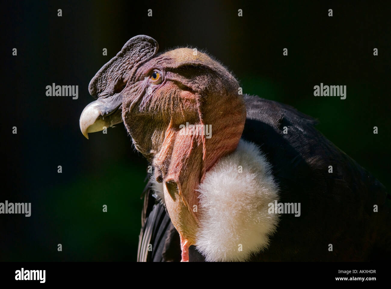 Andean Condor, (Vultur gryphus Stock Photo - Alamy Andean Condor, (Vultur gryphus Stock Photo - Alamy