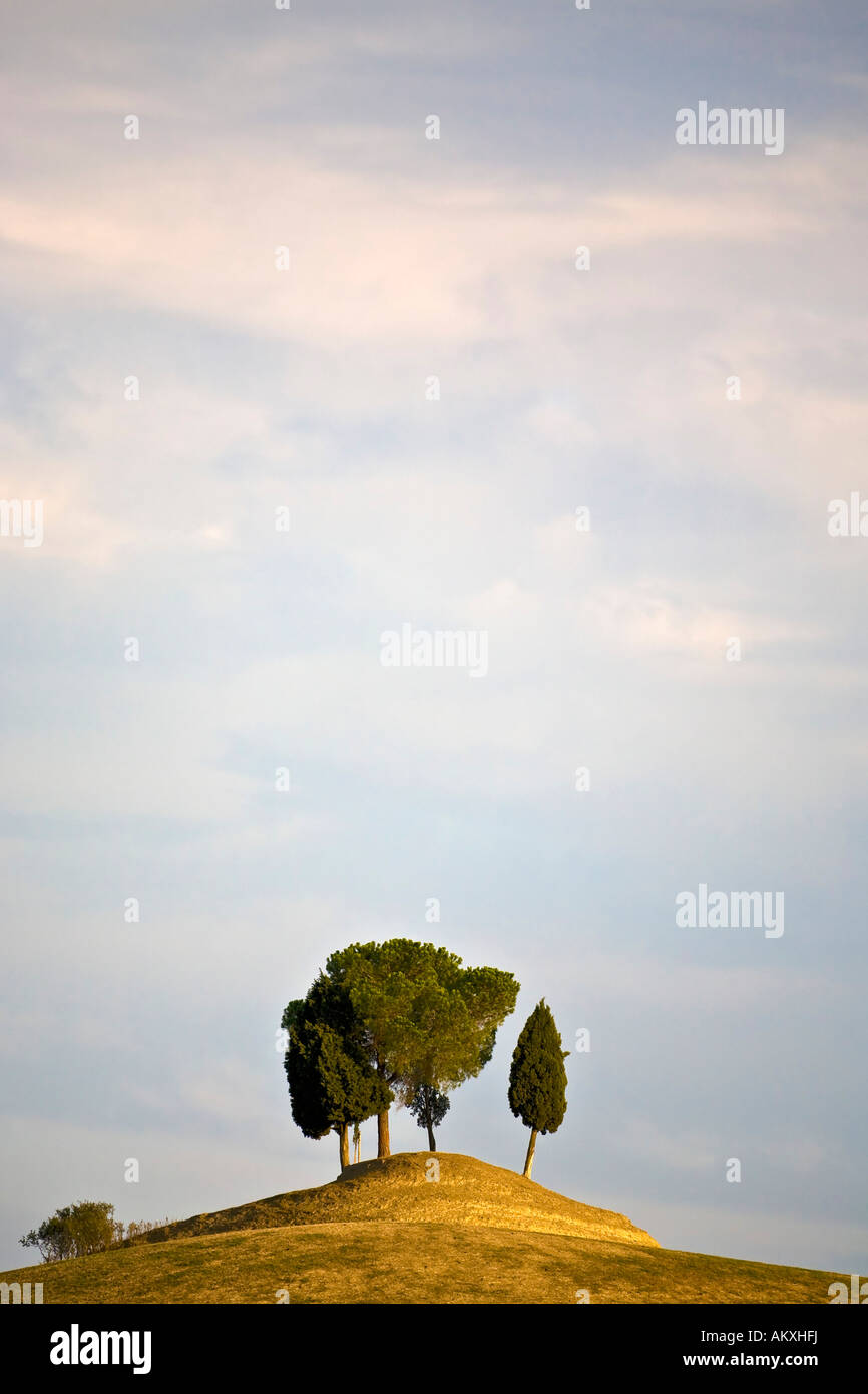 Group of trees of pines (Pinus pinea) and cypresses (Cupressus) on a ...