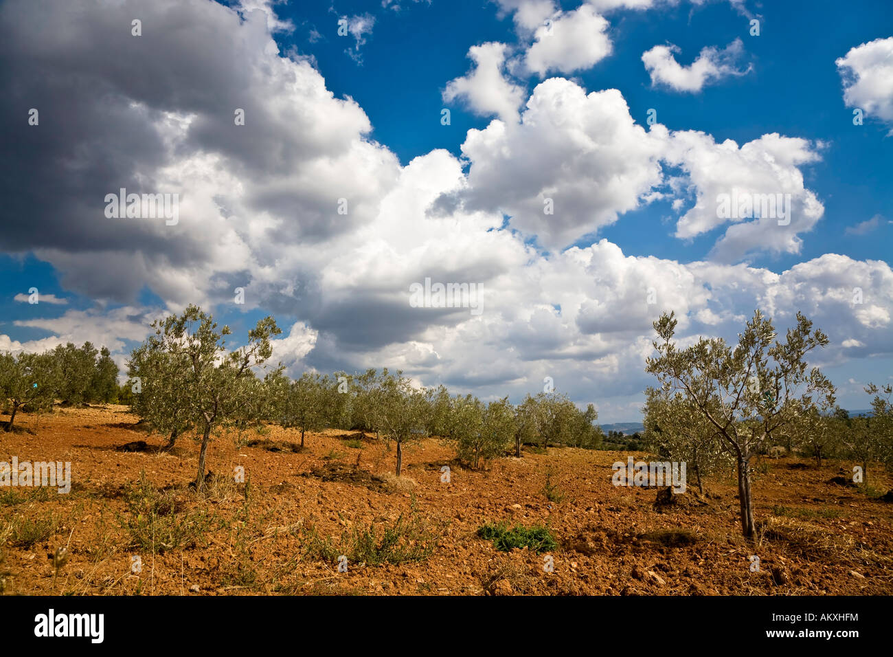 Olive trees (Olea europaea Stock Photo - Alamy