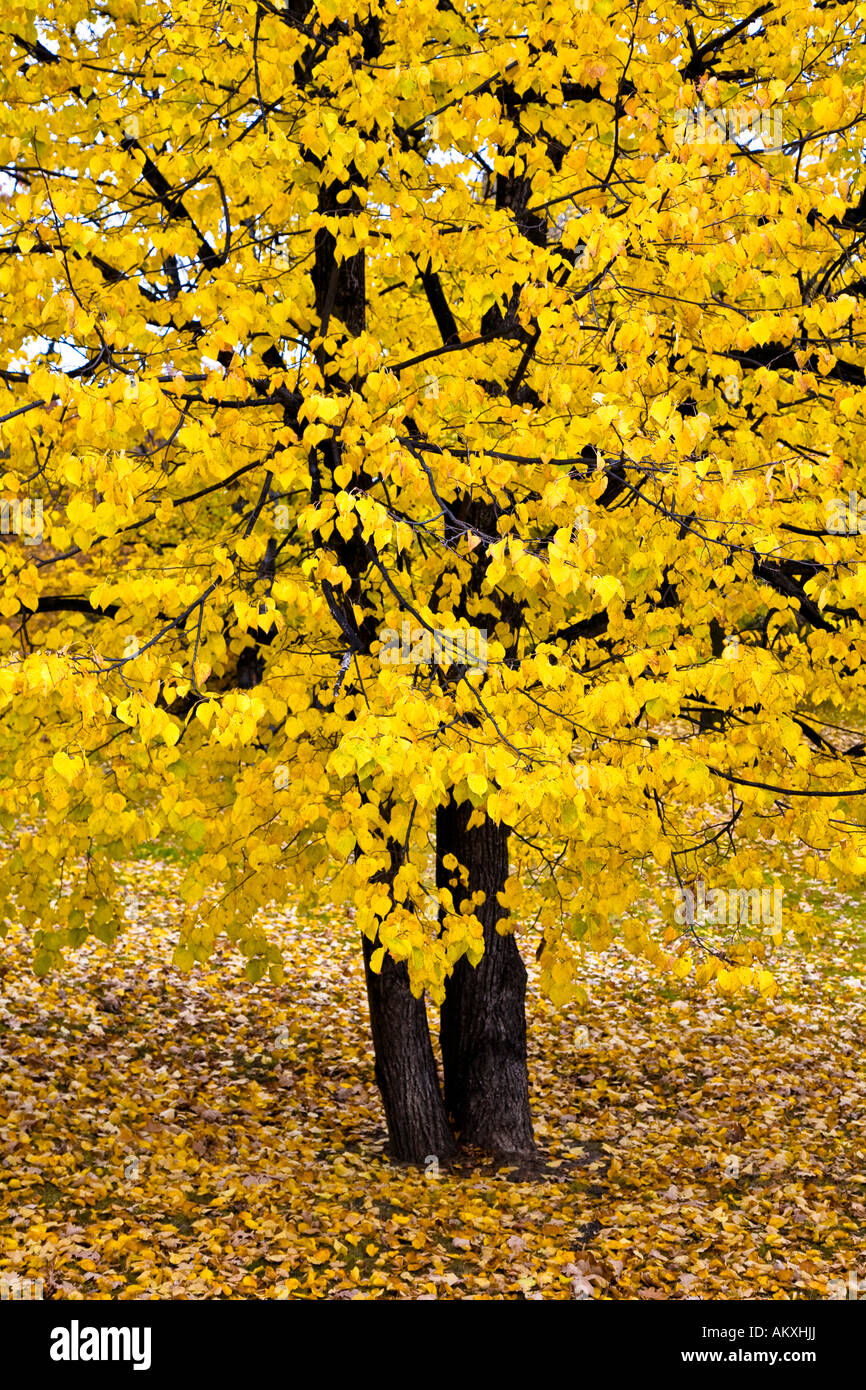 Autumnally colored broad-leaved tree Stock Photo - Alamy