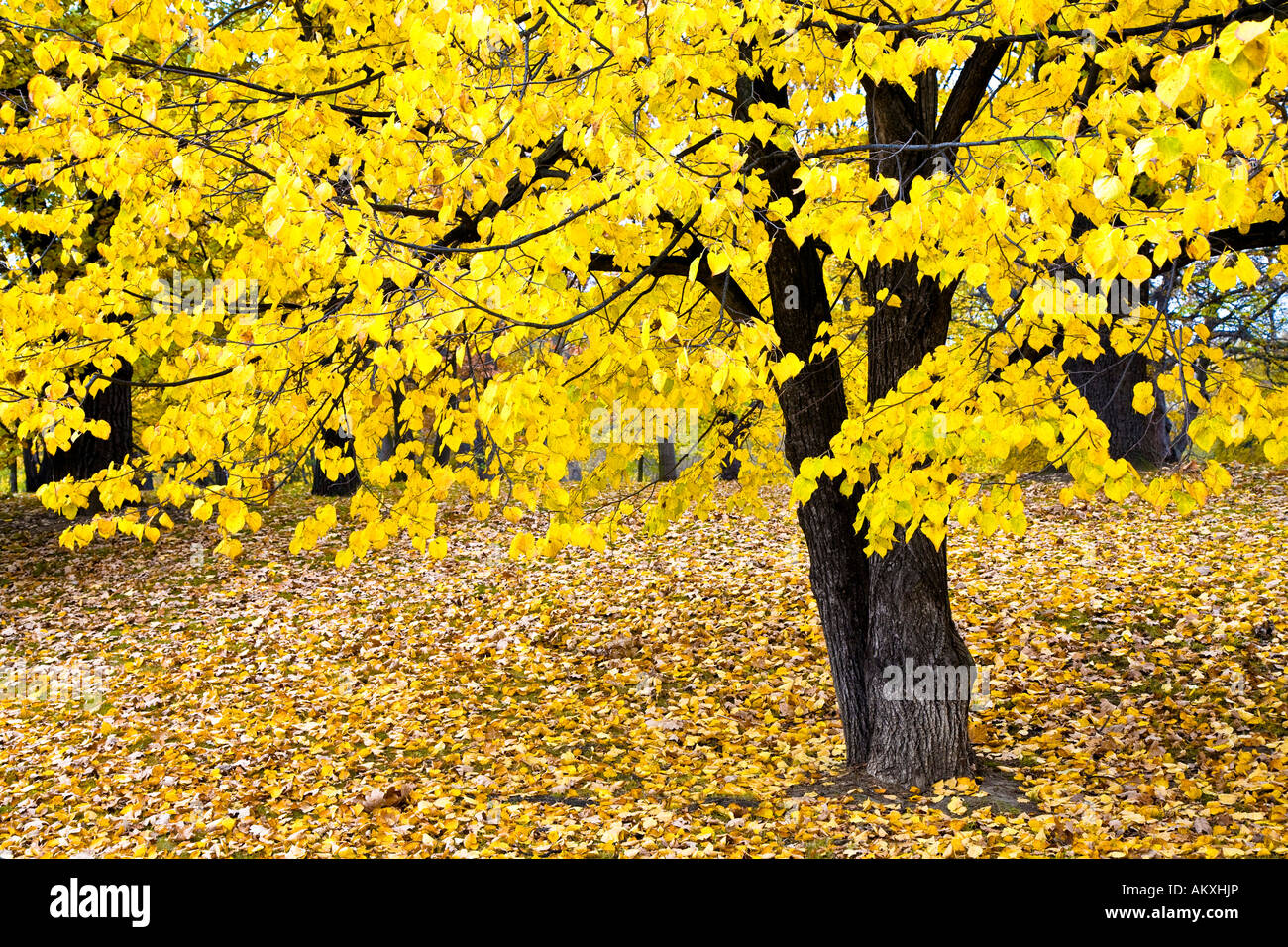Autumnally colored broad-leaved tree Stock Photo - Alamy