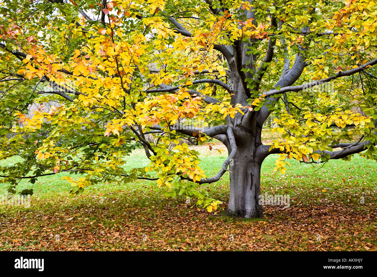 Autumnally colored broad-leaved tree Stock Photo - Alamy