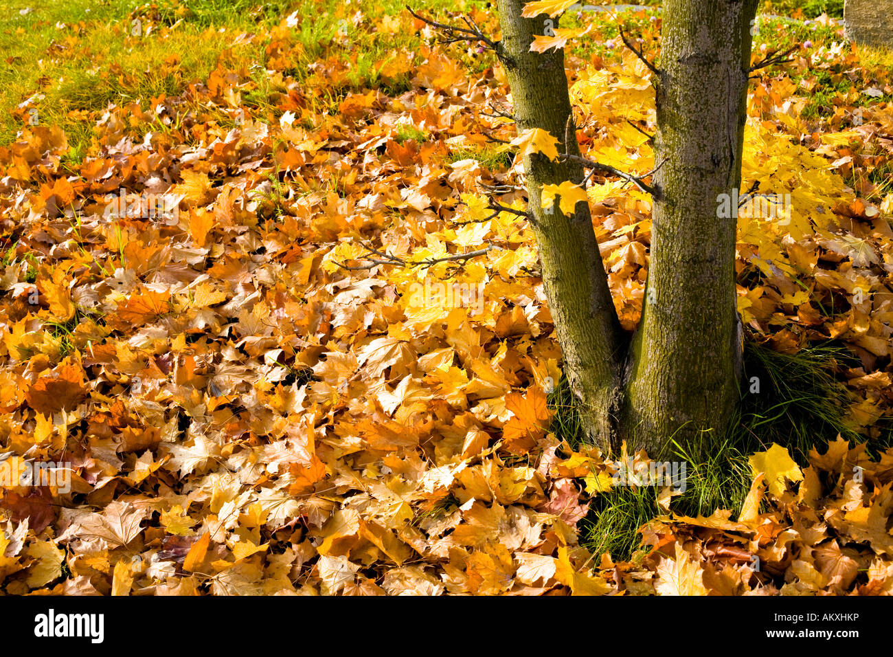 Autumnally colored broad-leaved tree Stock Photo - Alamy