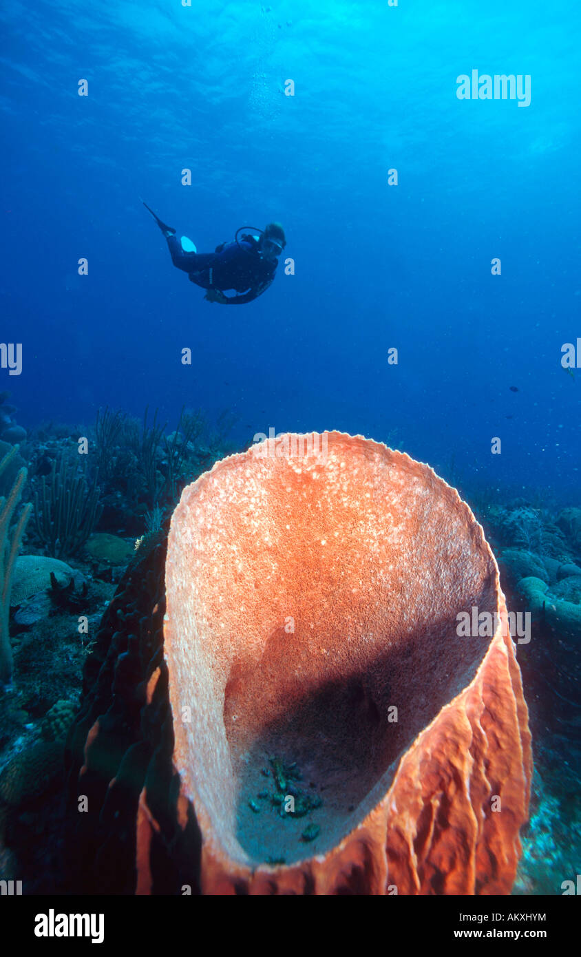 Demospongia hi-res stock photography and images - Alamy