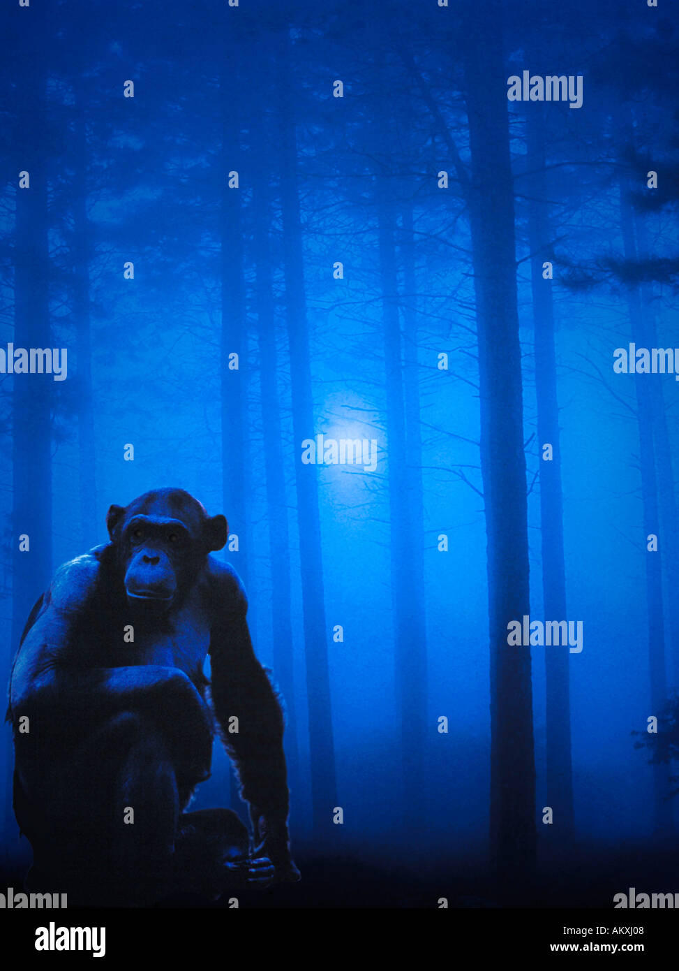 monkey chimpanzee in misty foggy blue cold forest pine trees sun moon ...