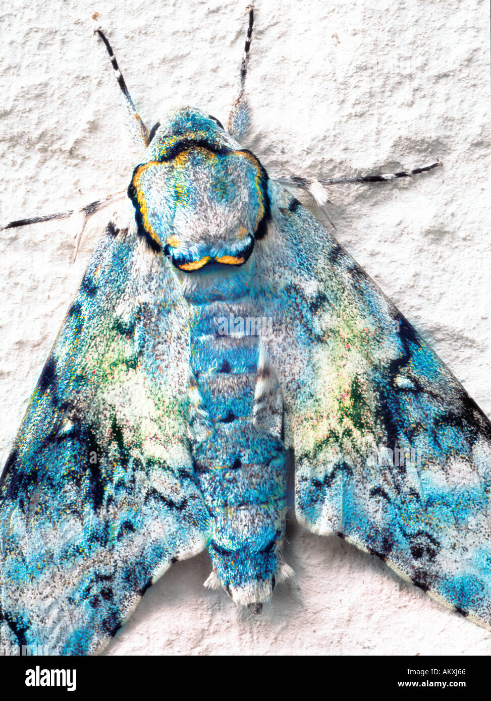 moth on white wall surreal colours photo illustration concept Stock ...