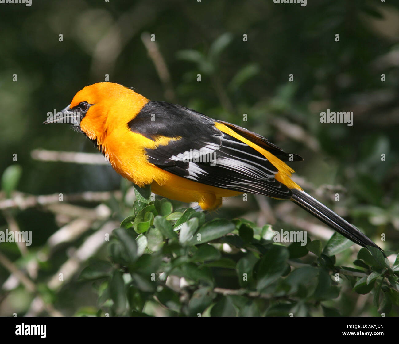 altamira oriole texas santa ana national wildlife refuge bird orange ...