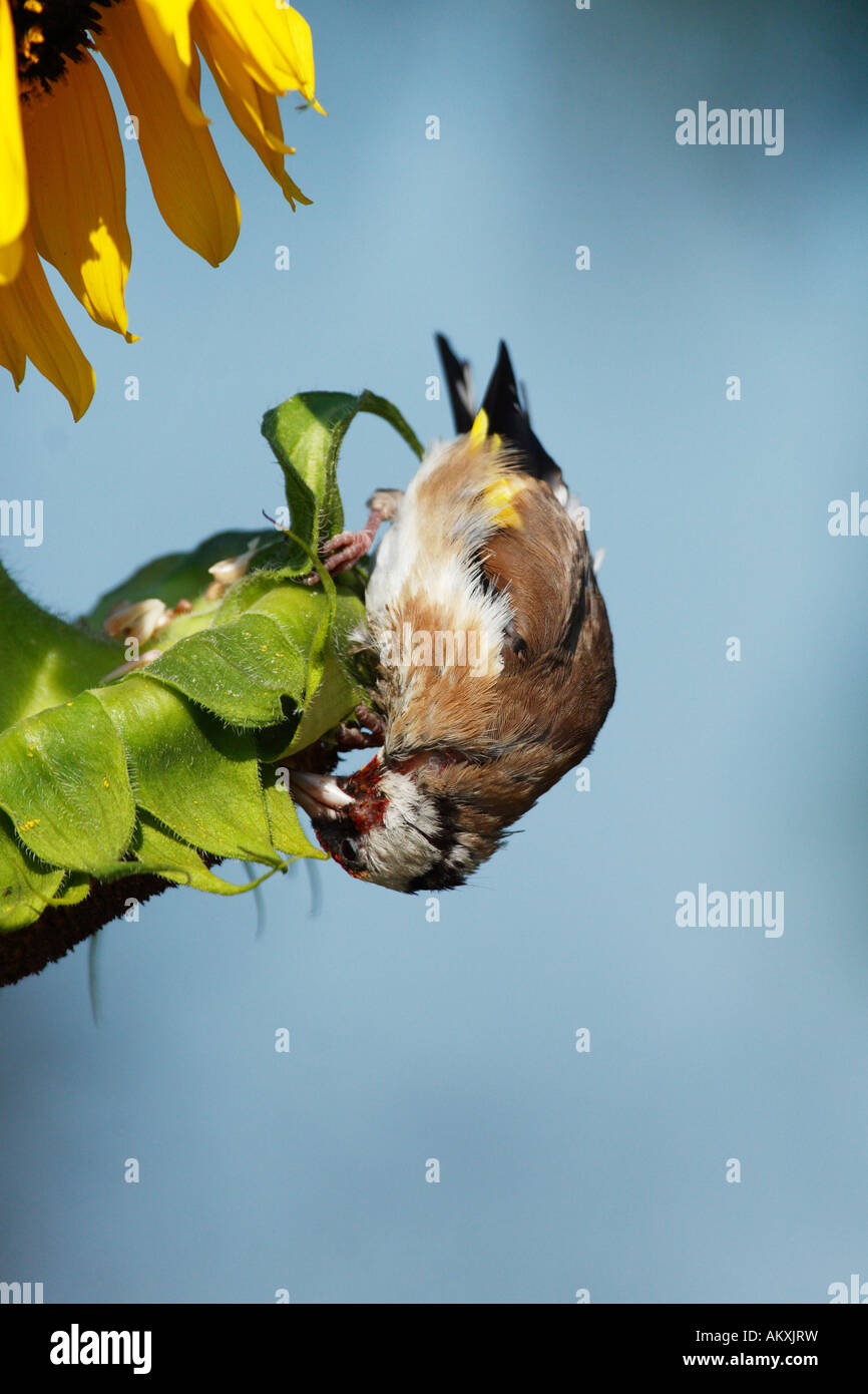 Stieglitz distelfink (carduelis carduelis) hi-res stock photography and ...