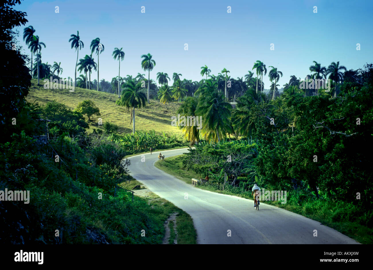 Country road with palm trees hi-res stock photography and images - Alamy