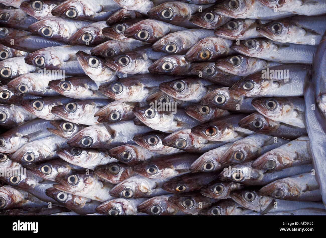 Freshly caught fish caught offshore from the port of Gallipoli Italy ...