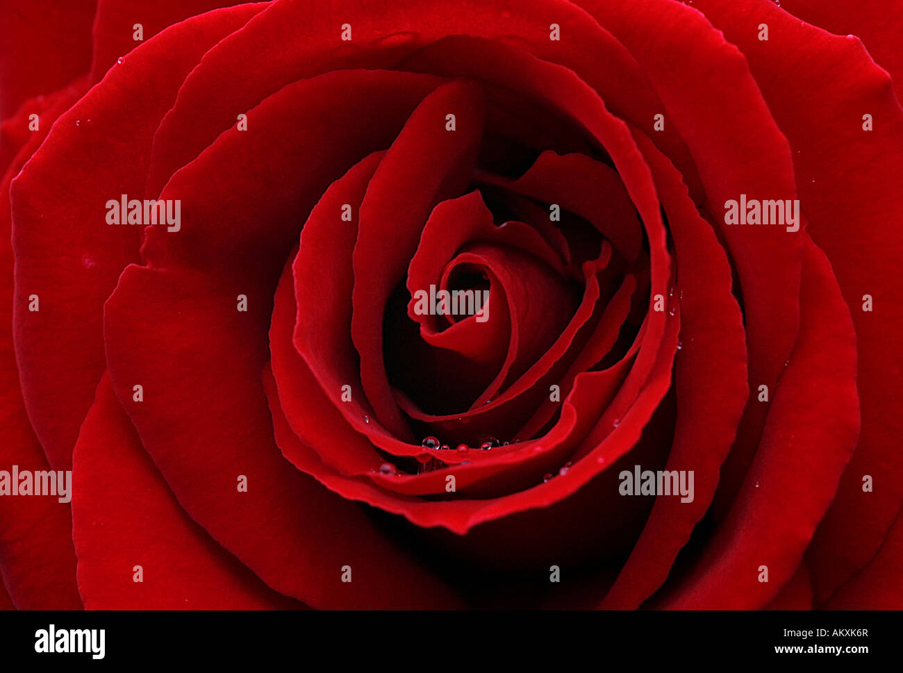 Damp red rose hi-res stock photography and images - Alamy