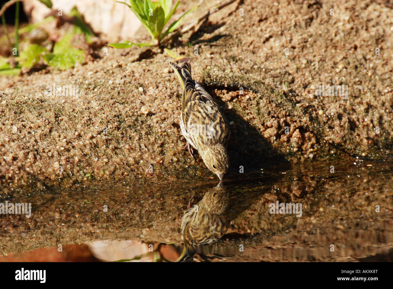 European) serin (Serinus serinus Stock Photo - Alamy