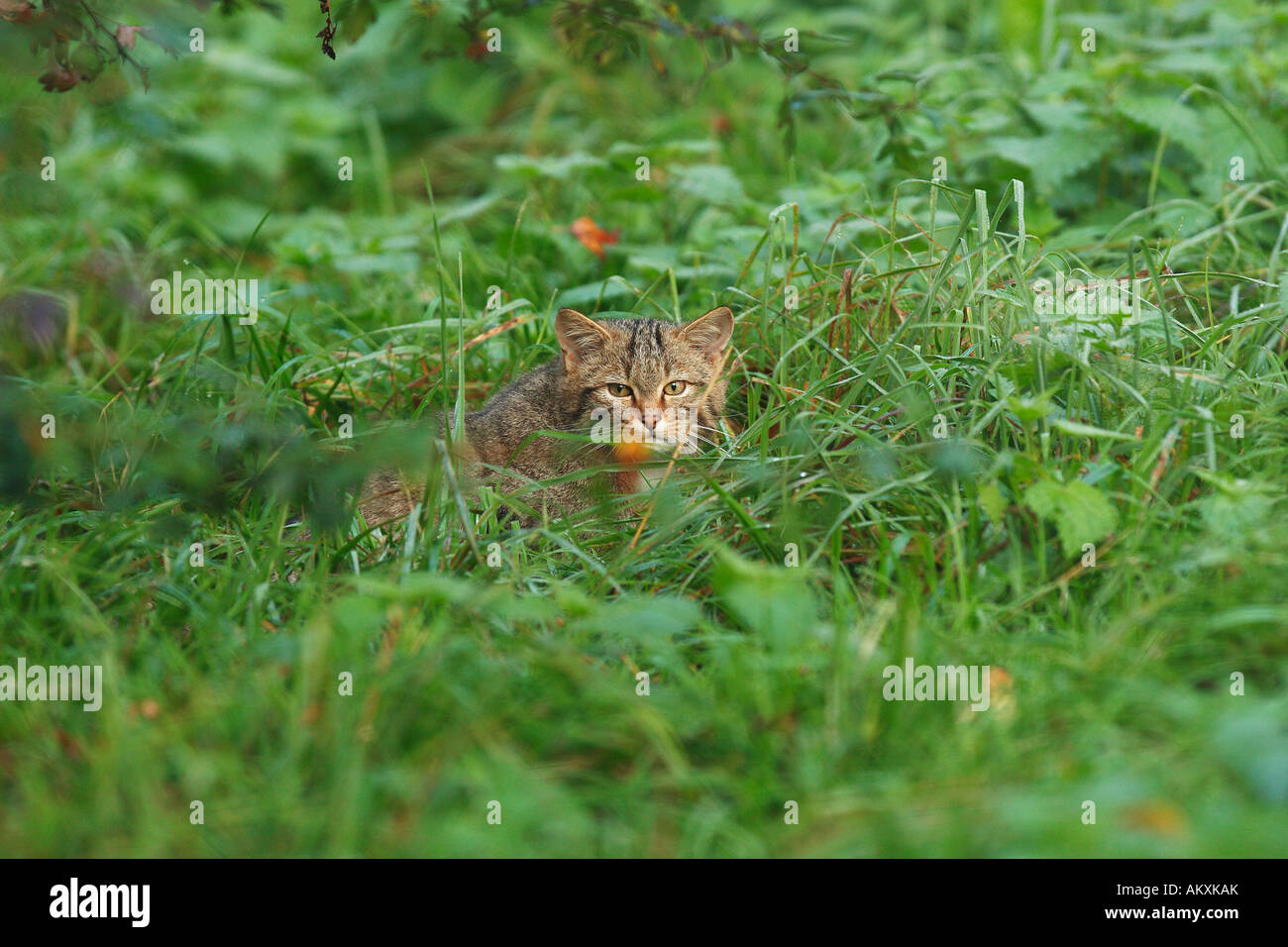 Tierwelt verstecken hi-res stock photography and images - Alamy