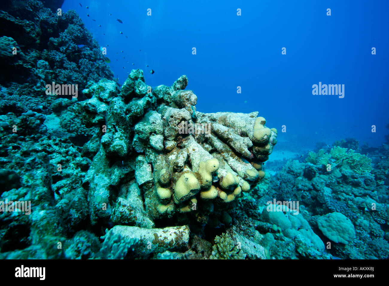 Dead coral hi-res stock photography and images - Alamy