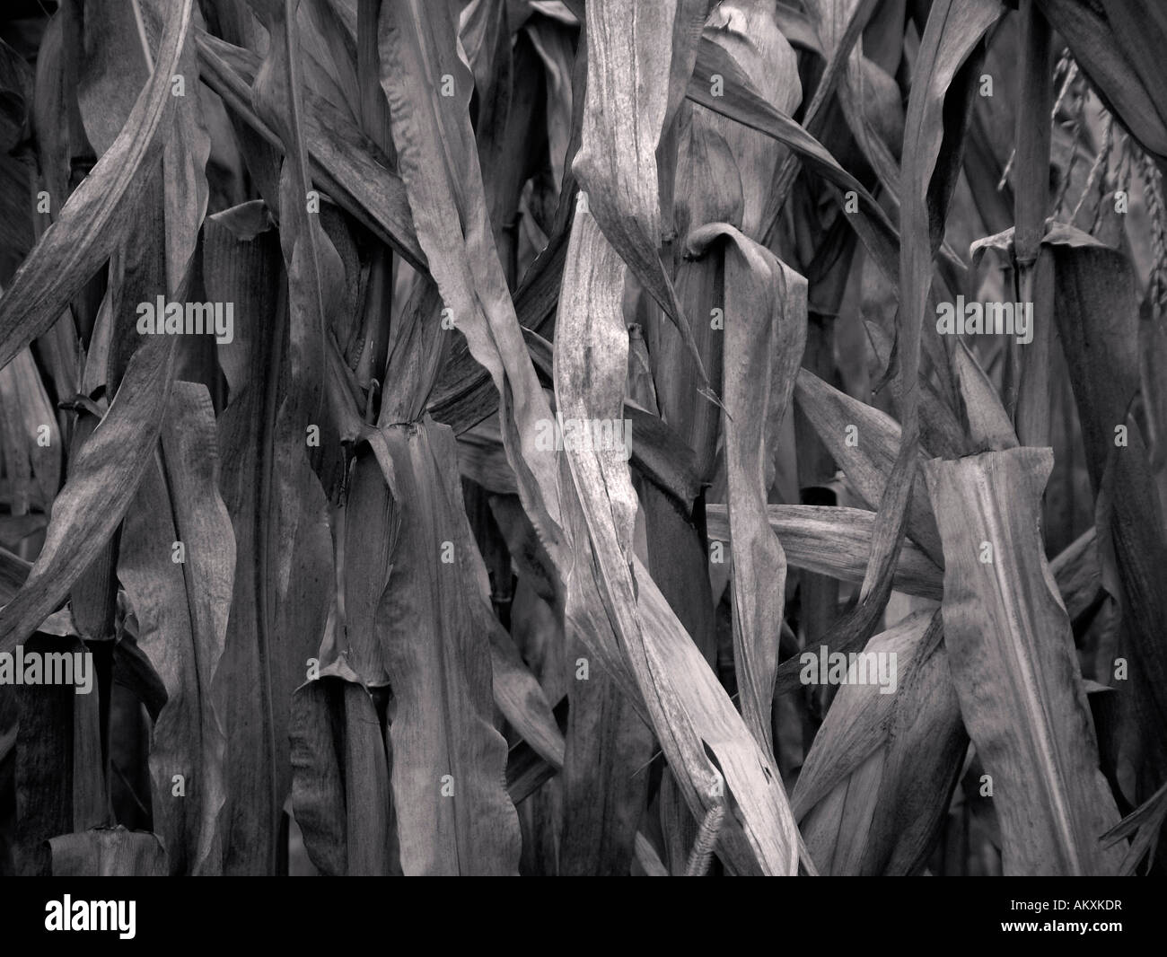 Black layer corn hi-res stock photography and images - Alamy