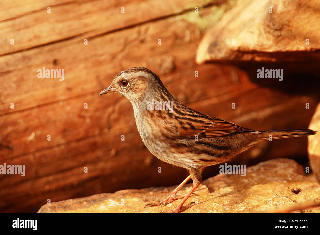 Dunnock (Prunella modularis Stock Photo - Alamy
