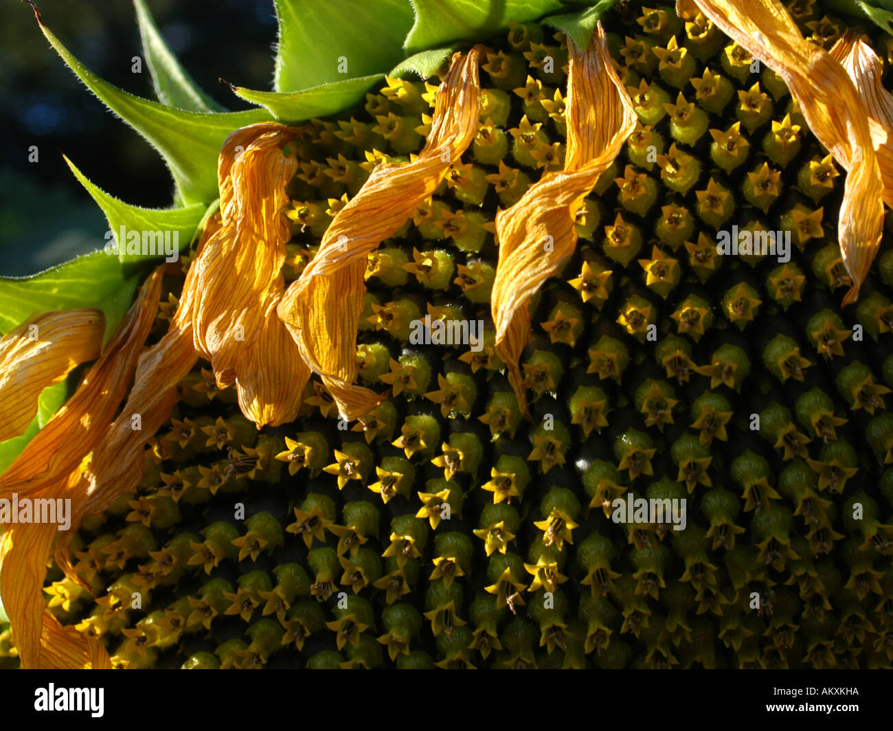 Seeds forming hi-res stock photography and images - Alamy