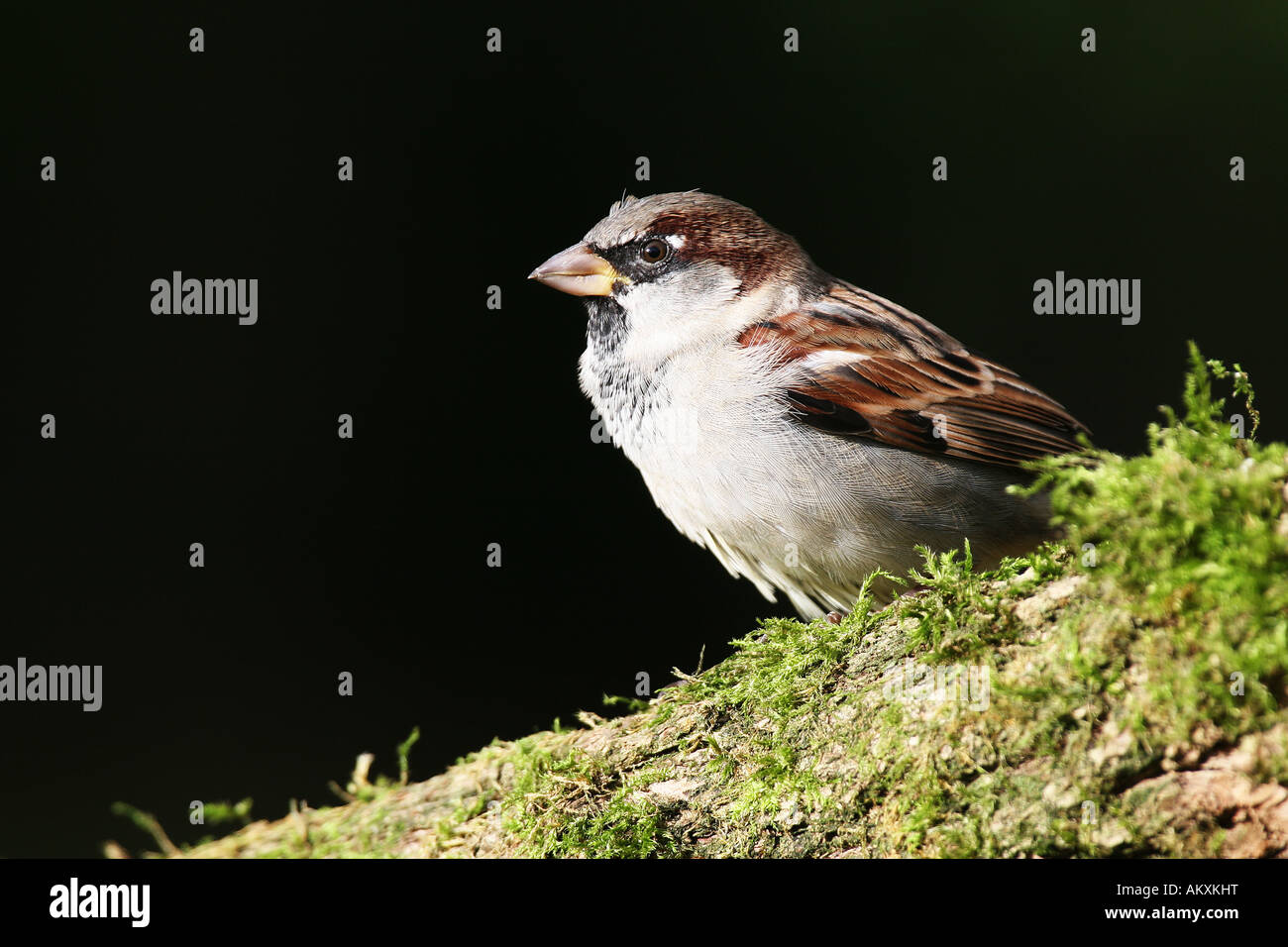 House Sparrow (Passer domesticus Stock Photo - Alamy