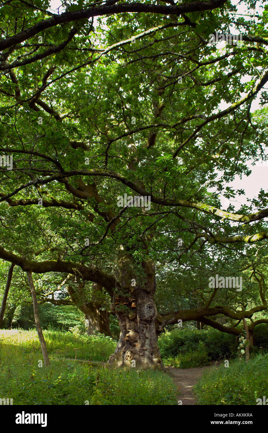 The Birnam Oak (Quercus robur), Perthshire, Scotland Stock Photo - Alamy