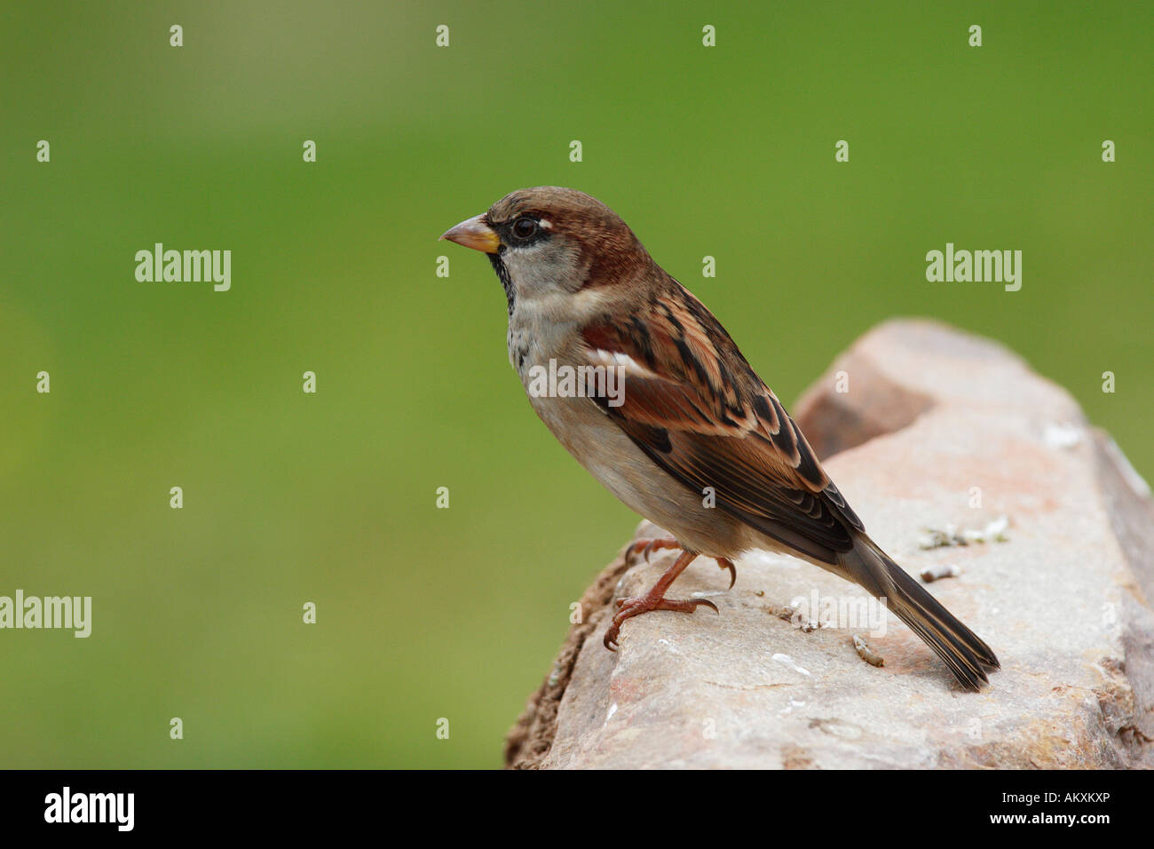 House Sparrow (Passer domesticus Stock Photo - Alamy