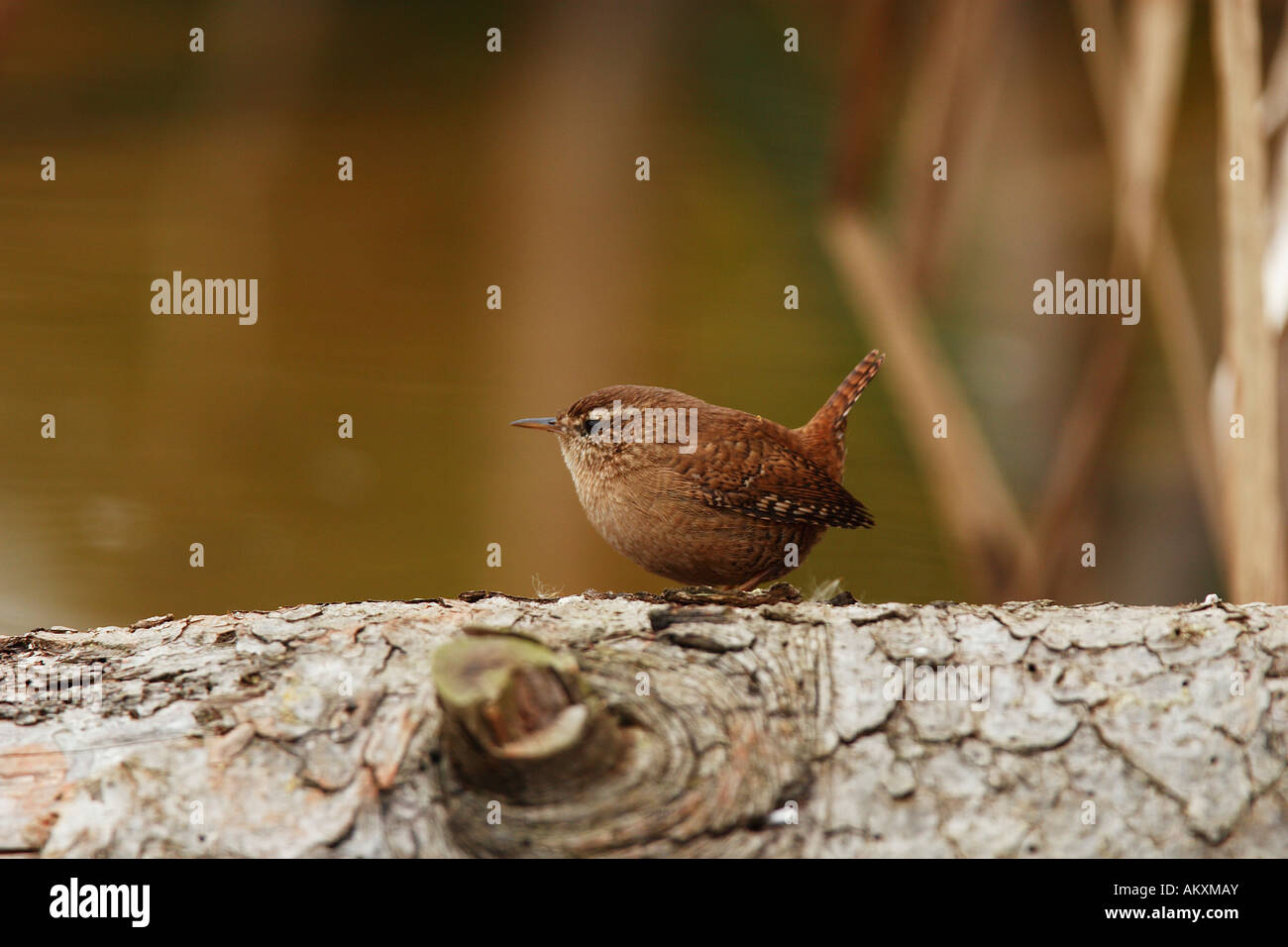 Wren (Troglodytes troglodytes Stock Photo - Alamy