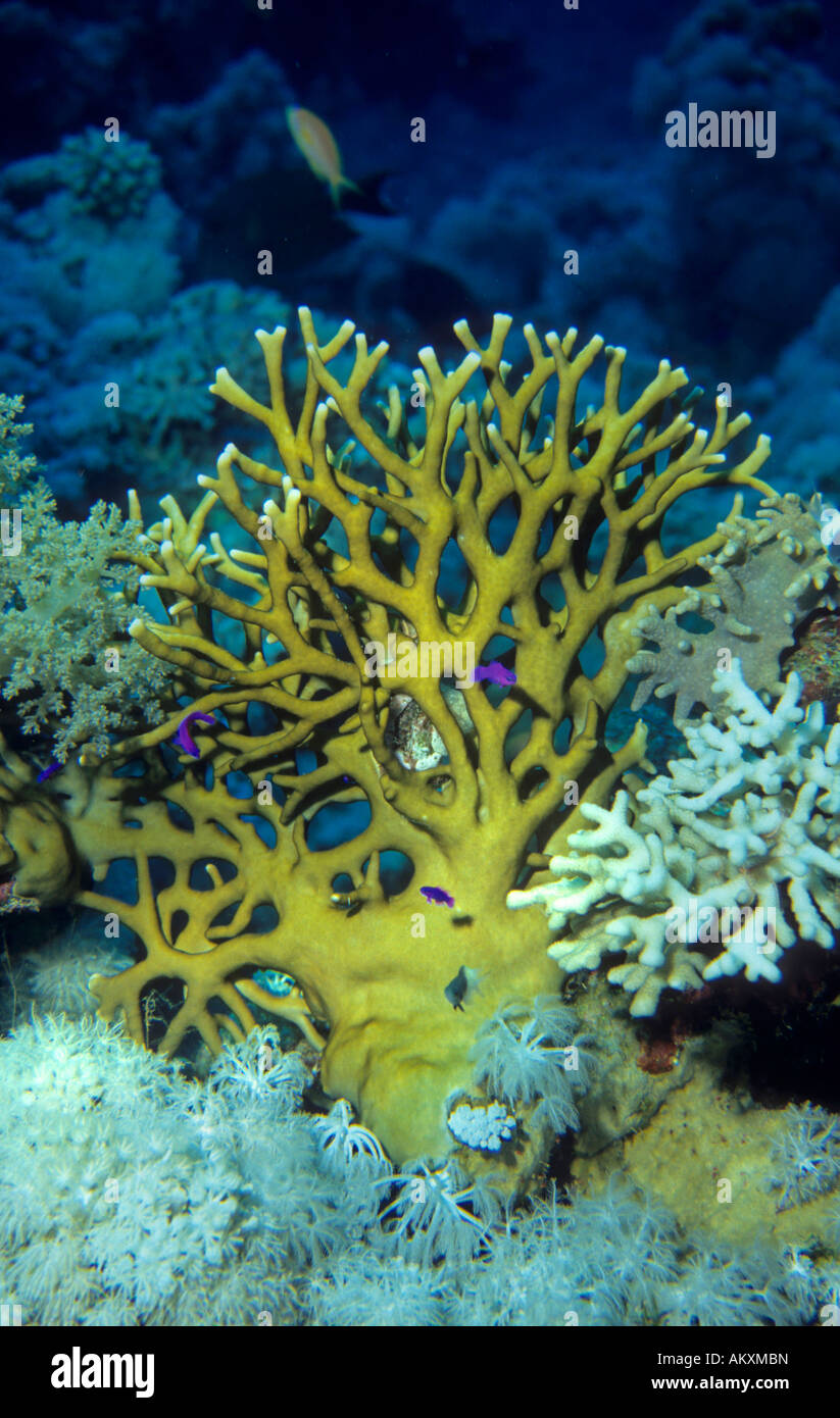 Fire coral, Millepora tenella, Coralblock, Egypt, Red Sea Stock Photo ...