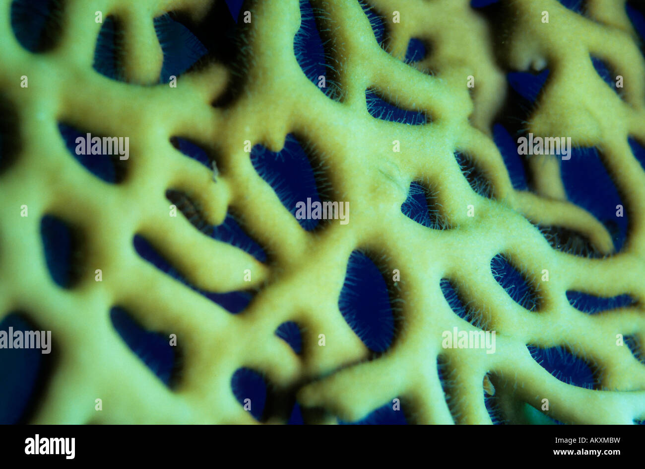 Fire coral, Millepora tenella, Coralblock, Egypt, Red Sea Stock Photo ...
