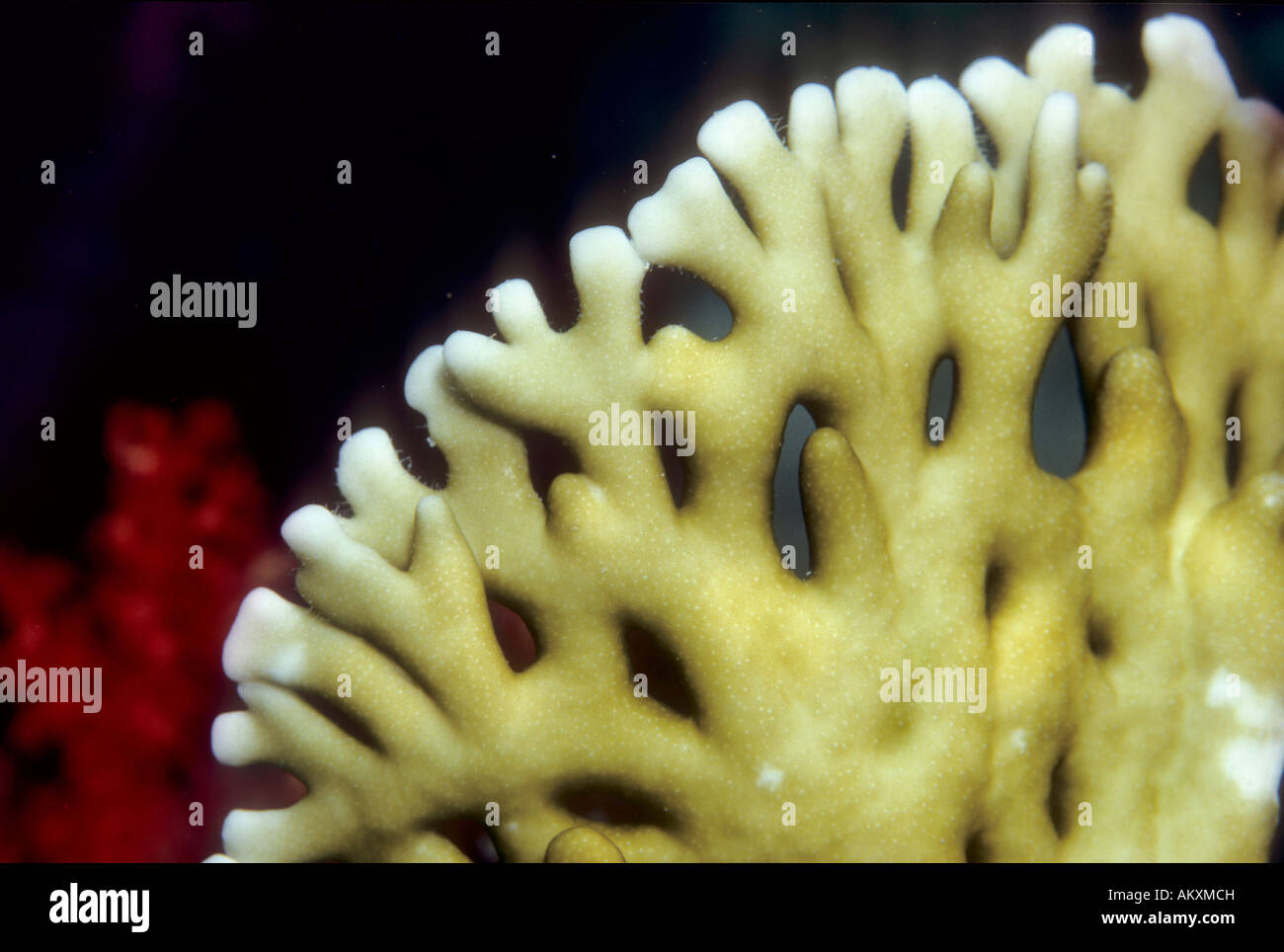 Fire coral, Millepora tenella, Coralblock, Egypt, Red Sea Stock Photo ...