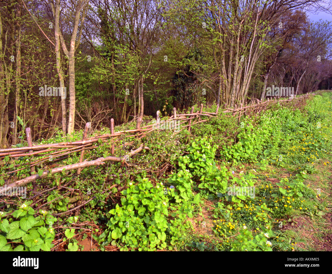 Laid Hedge 2nd year in May Stock Photo - Alamy