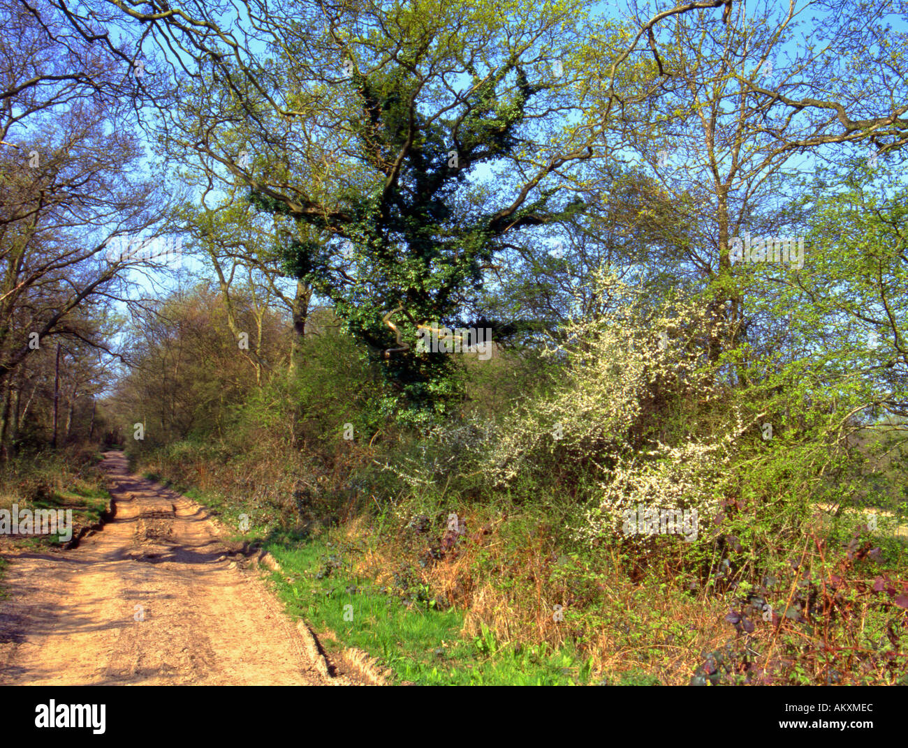 Drovers hi-res stock photography and images - Alamy