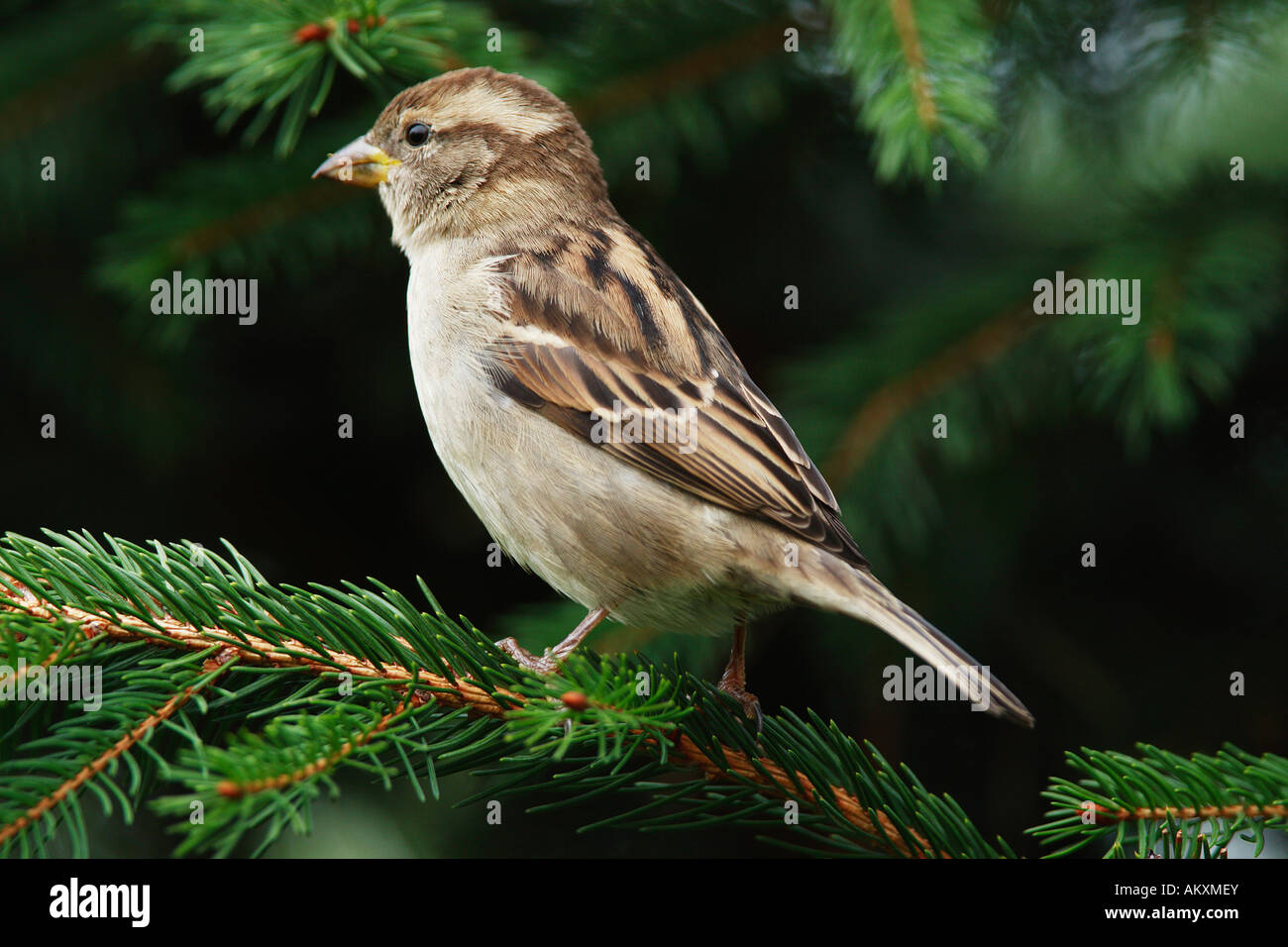 House sparrow (Passer domesticus Stock Photo - Alamy