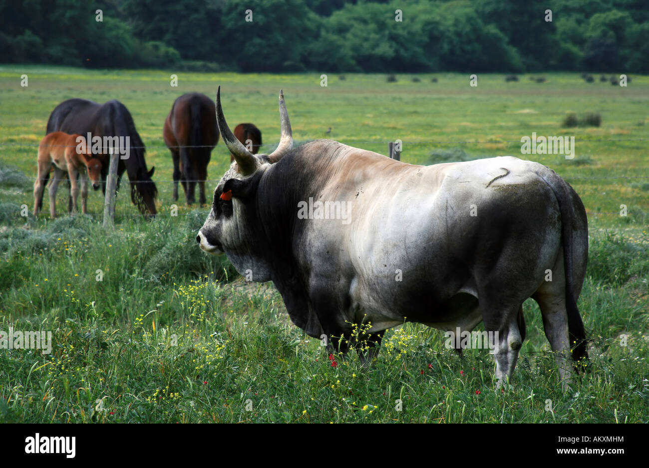 Bull in a nature reserve, Maremma, Tuscany, Italy Stock Photo - Alamy