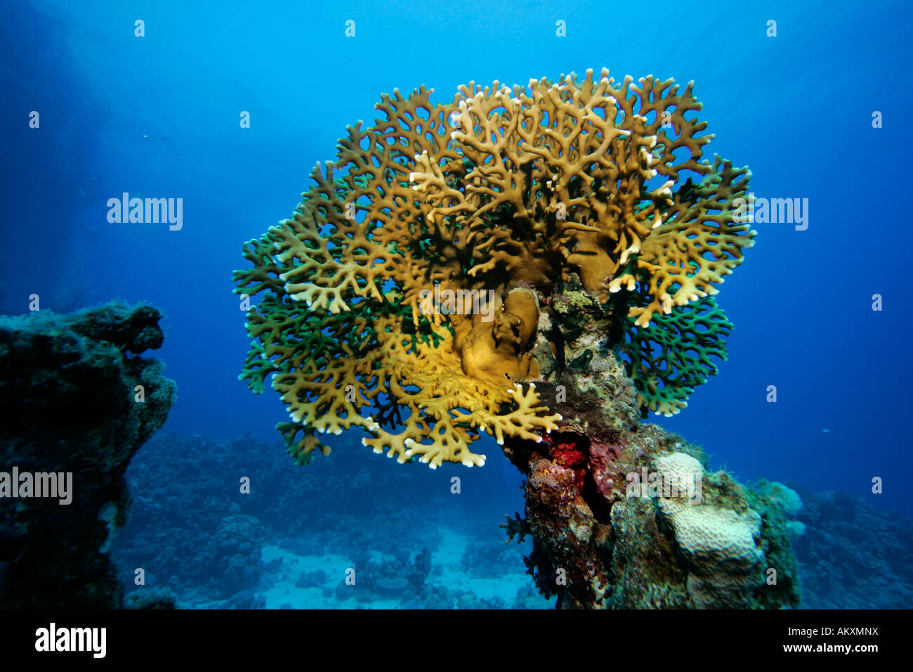 Fire coral hi-res stock photography and images - Alamy