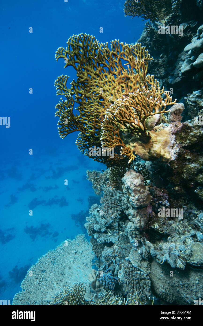 Fire coral, Millepora tenella Stock Photo - Alamy