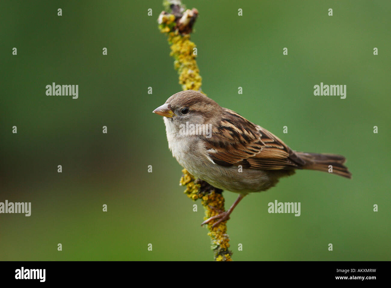 House sparrow Passer domesticus Stock Photo - Alamy