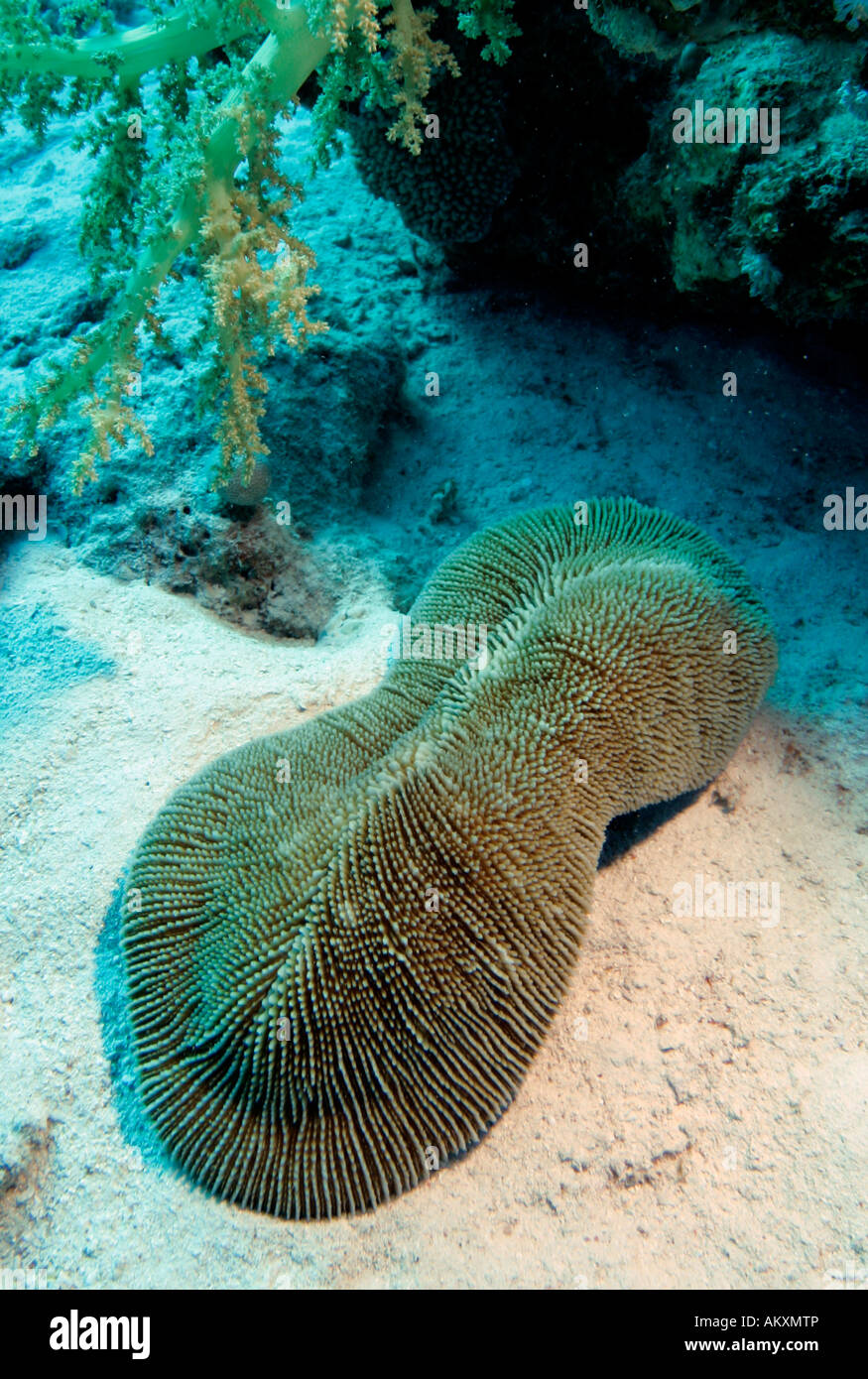 Fungus coral Fungia fungites. Red Sea Stock Photo - Alamy