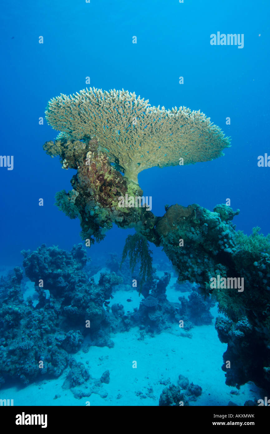 Giants Horn Coral Acropora hyacinthus, the Red Sea, Egypt Stock Photo ...