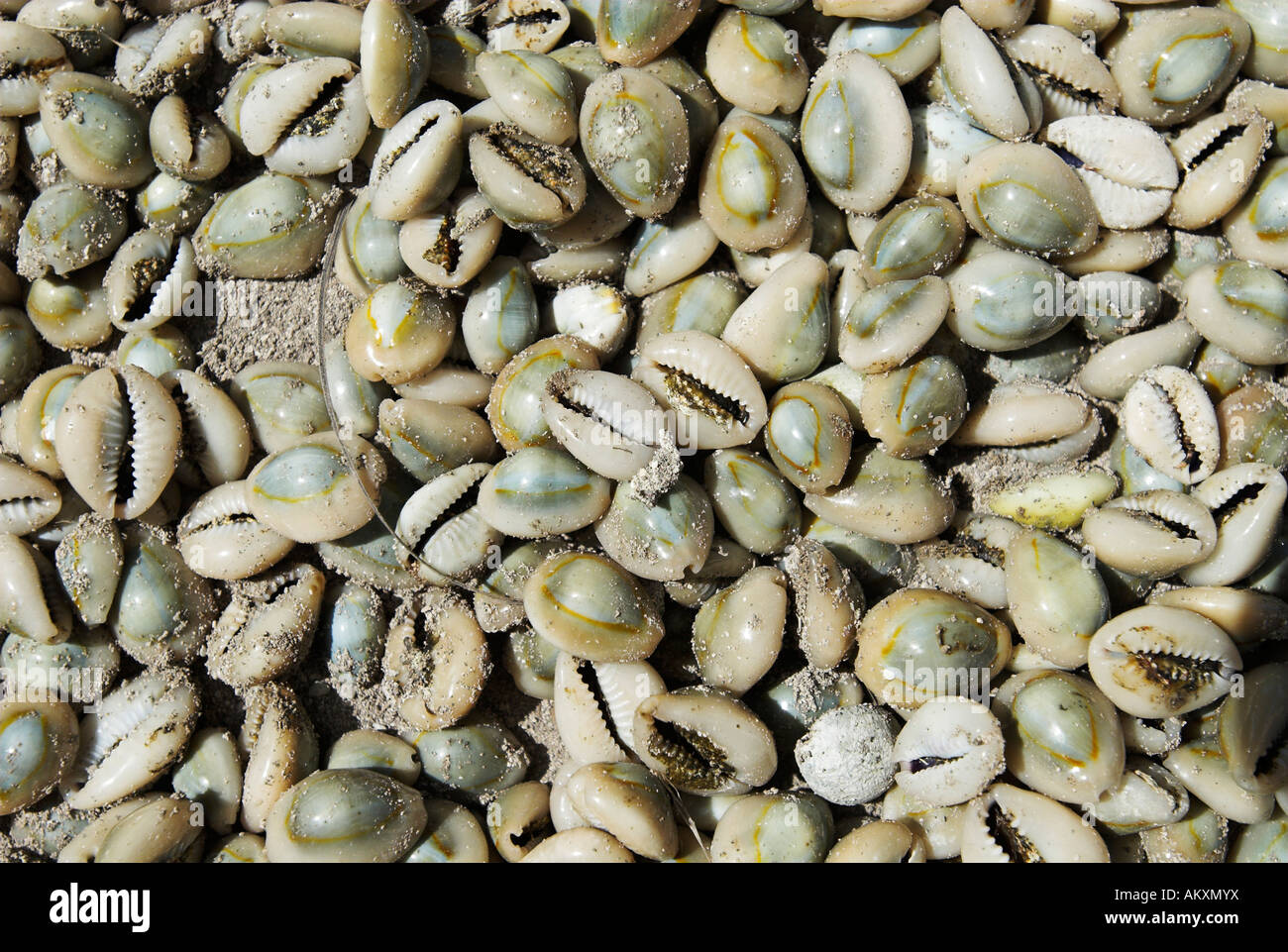 Shells africa hi-res stock photography and images - Alamy