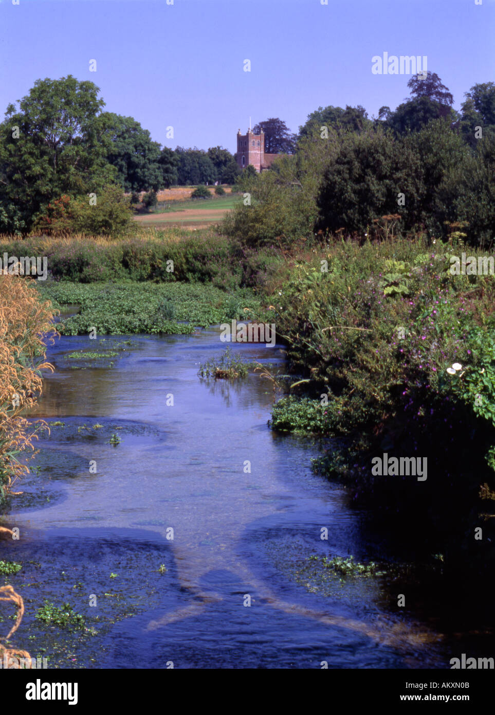 River Alre nr New Alresford Hampshire England August Stock Photo - Alamy