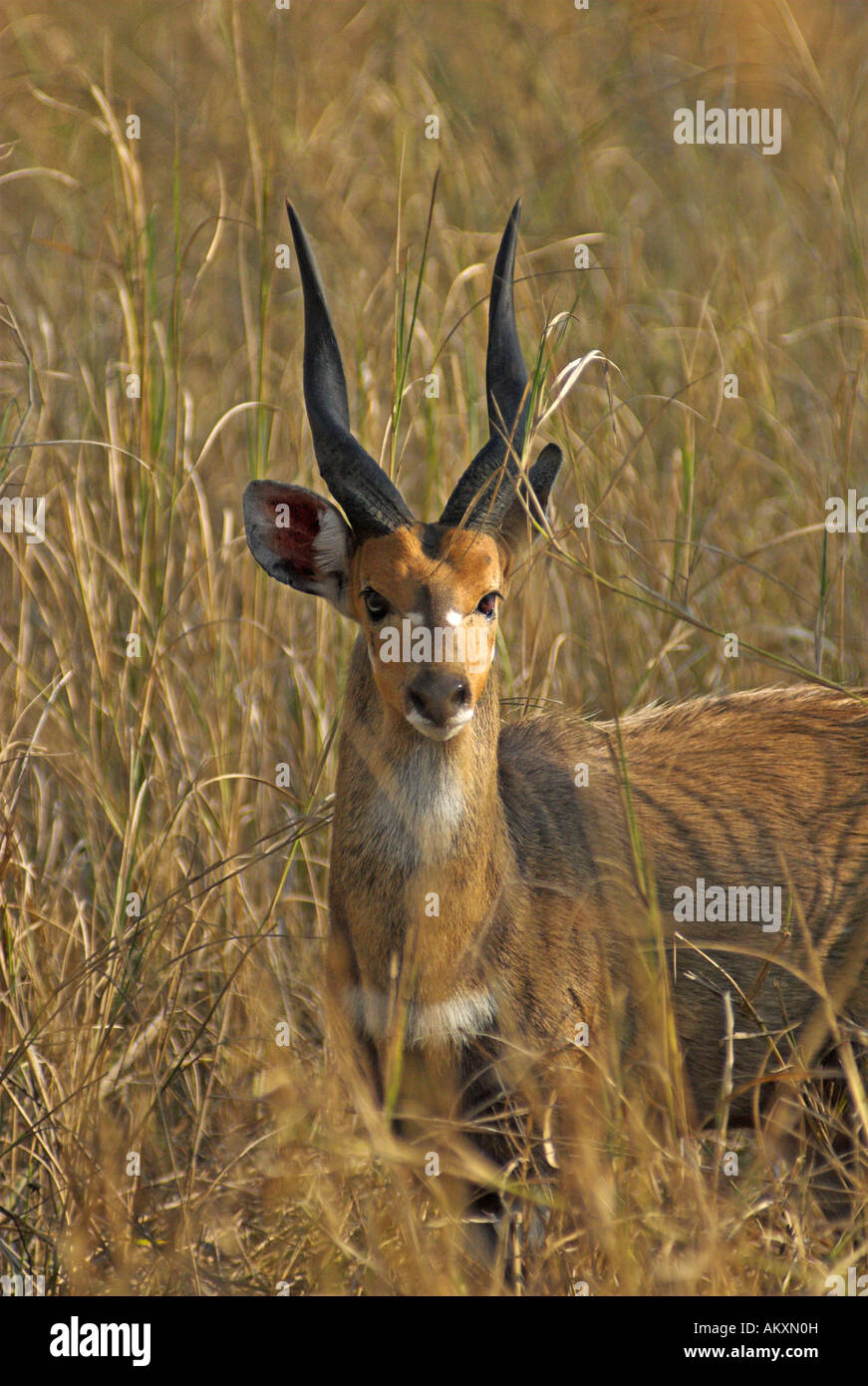 Bushbuck, Tragelaphus scriptus, Gorongosa National Park, Mozambique ...