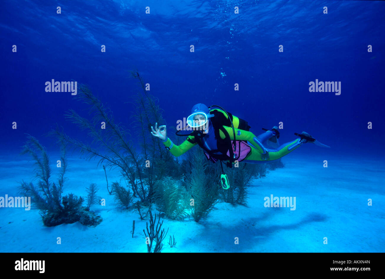Underwater sign language " everything o.k. ", the Caribbean Stock Photo ...