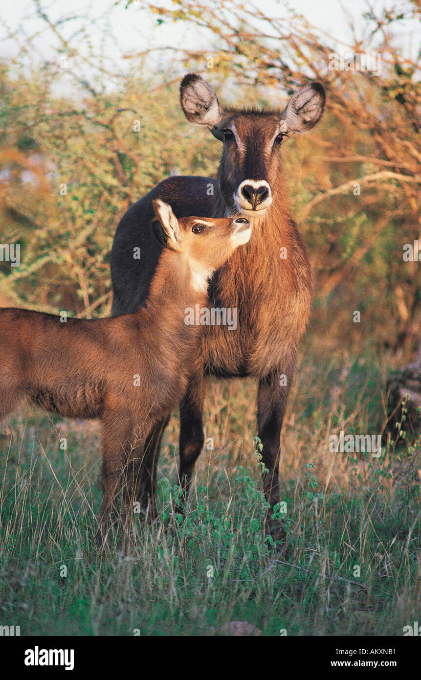 Female Common Waterbuck with her baby Samburu National Reserve Kenya ...