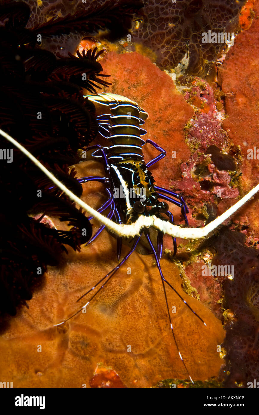 "Hawaiian" Blue Lobster, Panulirus penicillatus on a red sponge Stock ...